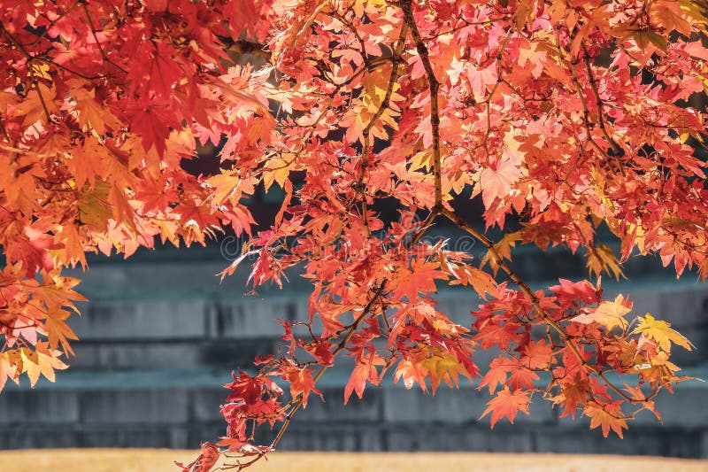 Maple Tree on the Roof of a Tiled House Stock Photo - Image of peaceful ...