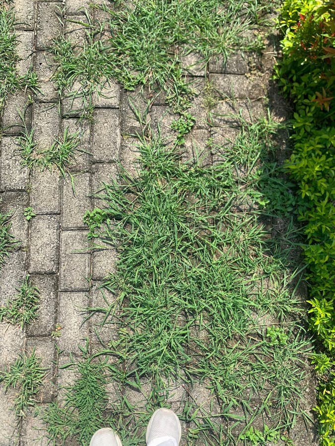 Tile Texture with Grass Growing Around it Stock Image - Image of grass ...