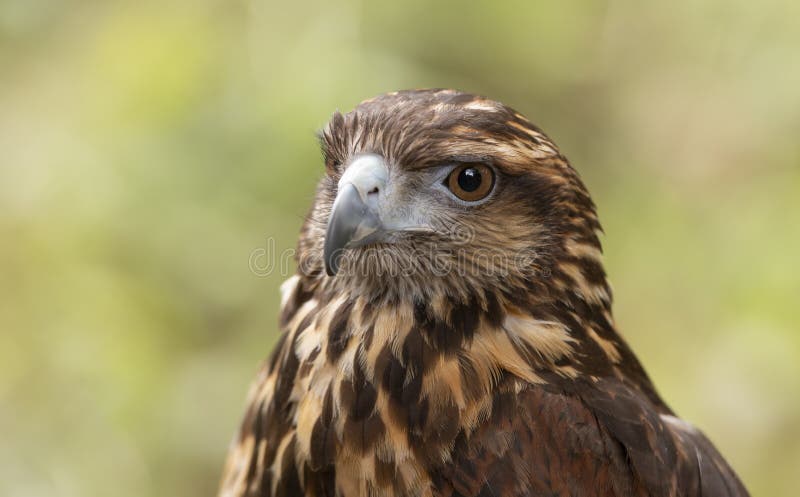 Tile Wing Hawk Portrait. Bird of Prey Head Stock Photo - Image of beak ...