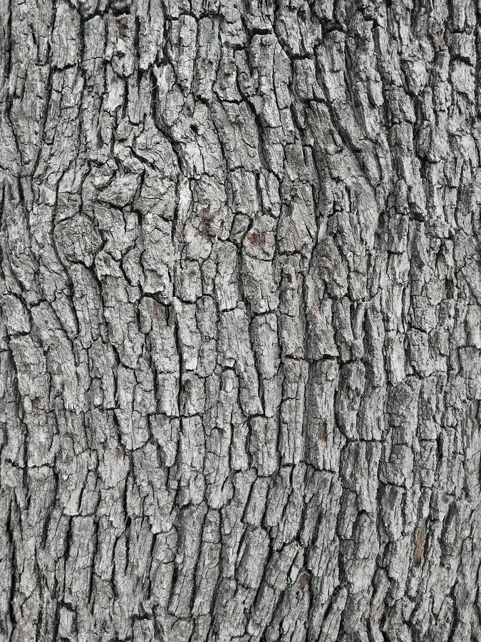 Wooden Bark. Seamless Tileable Texture. Stock Image - Image of wooden ...