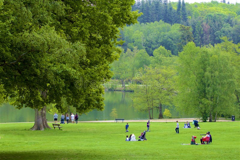 Swans on Tilgate Park Lake in Crawley Stock Image - Image of waterfowl ...