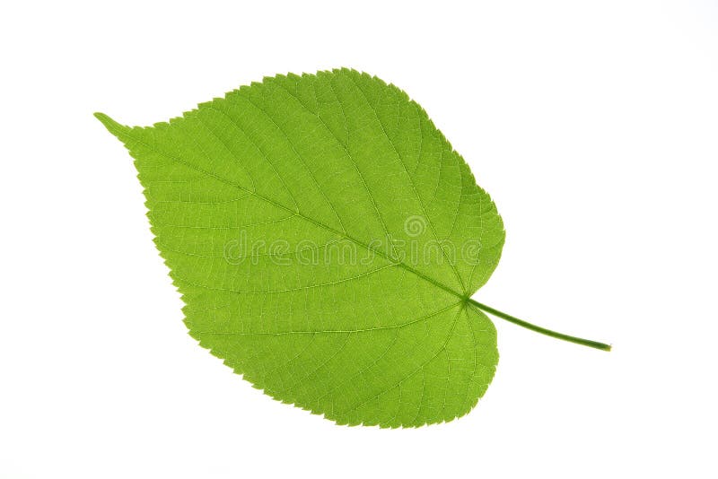 Tilia de la hoja del tilo imagen de archivo. Imagen de hojas - 93095357
