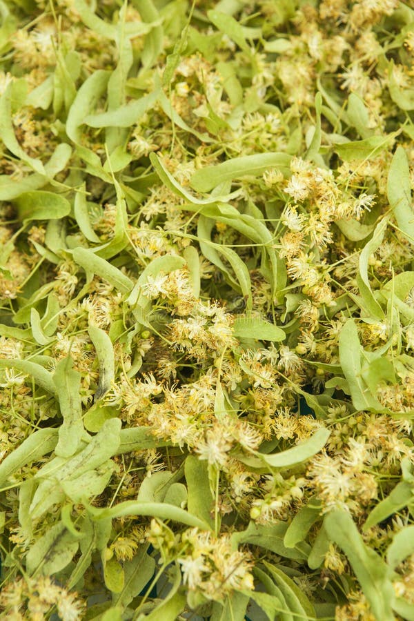 Tilia flowers stock photo. Image of aroma, fresh, nature - 57883398