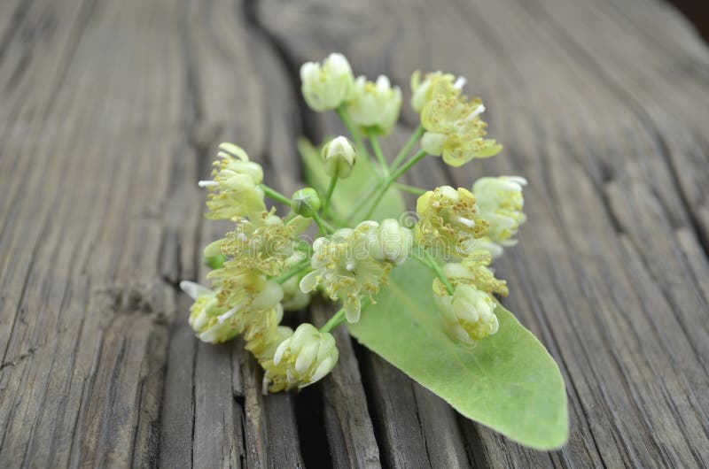 Tilia flowers stock image. Image of details, closeup - 57637533