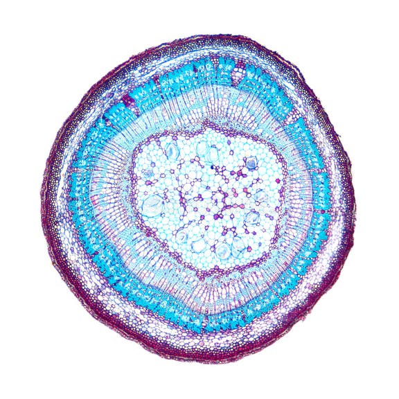 Tilia Stem, Cross Section of a Basswood or Linden Stem, 8X Light ...