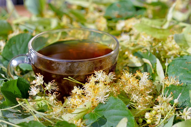 Tilia tea. stock image. Image of flowers, close, linden - 20306399
