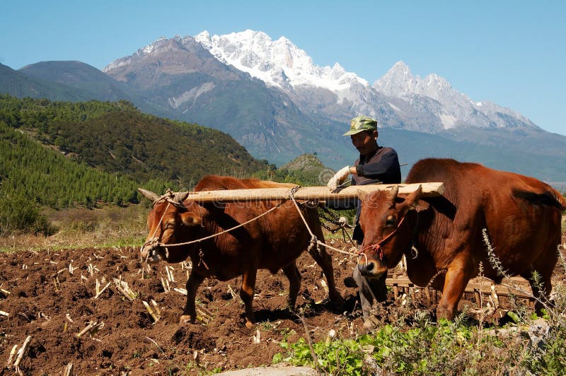 Till the Field at Foot of Snow Mountain Stock Image - Image of farmer ...