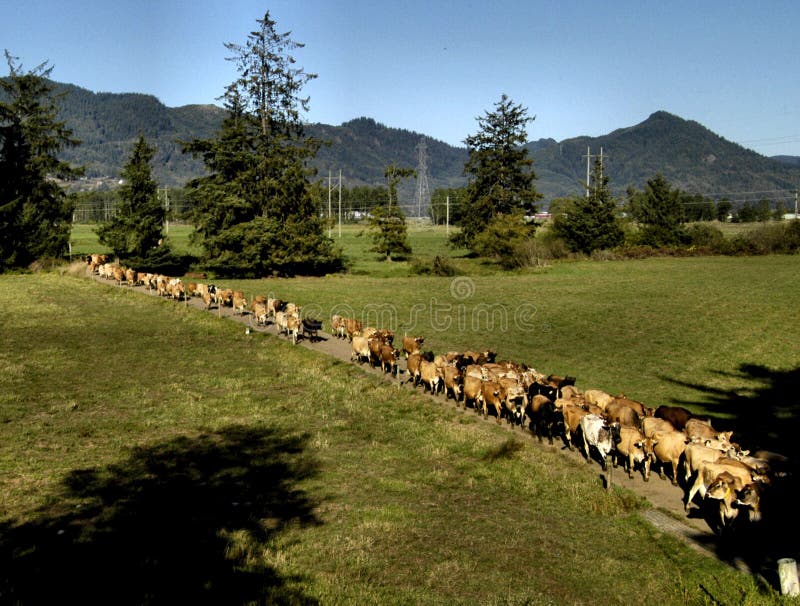 Tillamook Cows stock image. Image of sunny, oregon, cows - 6577619