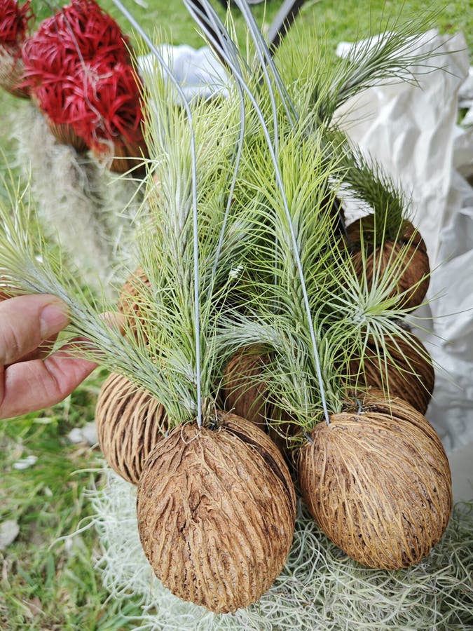 Tillandsia Air Plant in Coconut Husk Shell. Stock Photo - Image of ...