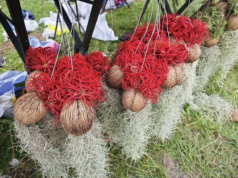 Tillandsia Air Plant in Coconut Husk Shell. Stock Image - Image of ...