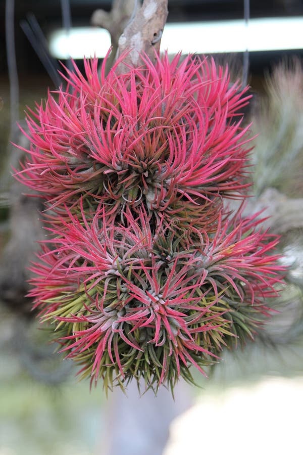 Tillandsia stock image. Image of exotic, holesolanaceae - 53005301