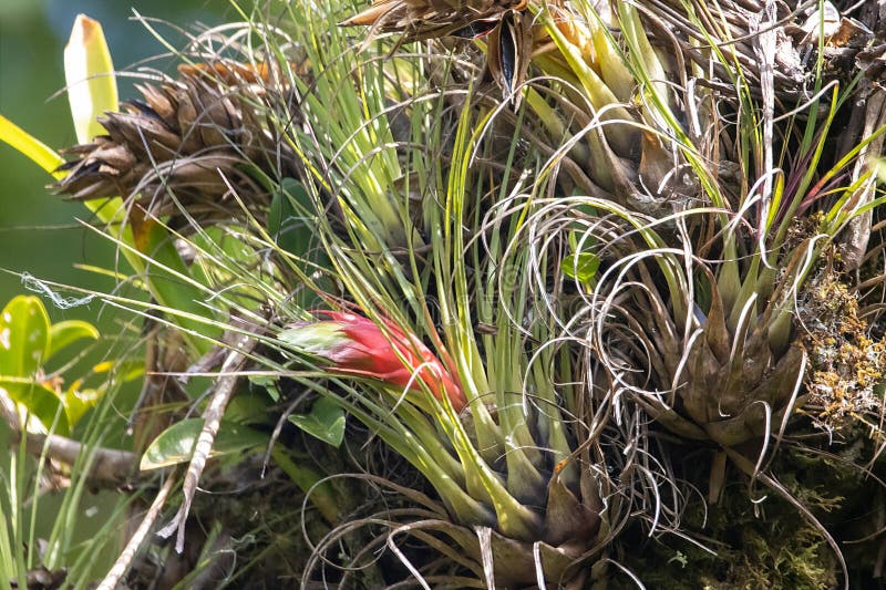 Tillandsia Punctulata Plant on a Tree in Central America Stock Photo ...