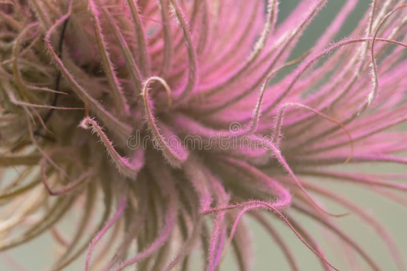 Tillandsia Tectorum Natural Background Stock Photo - Image of cruz ...