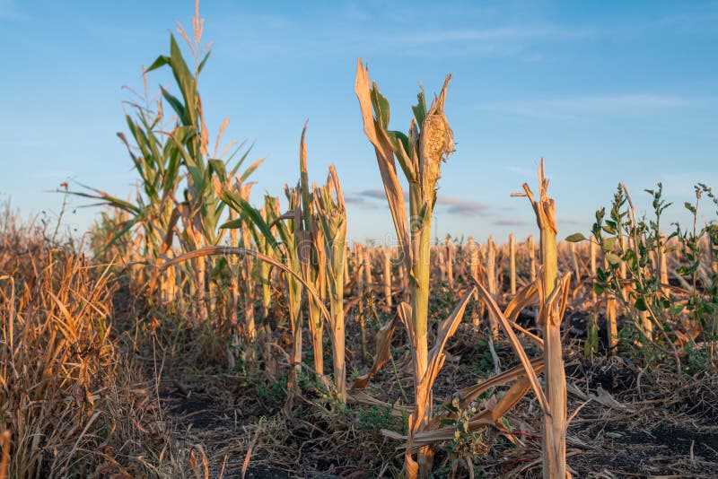 Cut Corn Stubble in Autumn Field after the Harvesting by Combine Stock ...