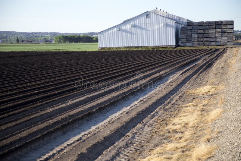 Tilled Farm Field with Crop Stock Image - Image of food, farm: 58324461