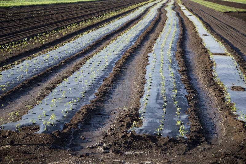 Tilled Soil on Farm stock photo. Image of soil, field - 58324718