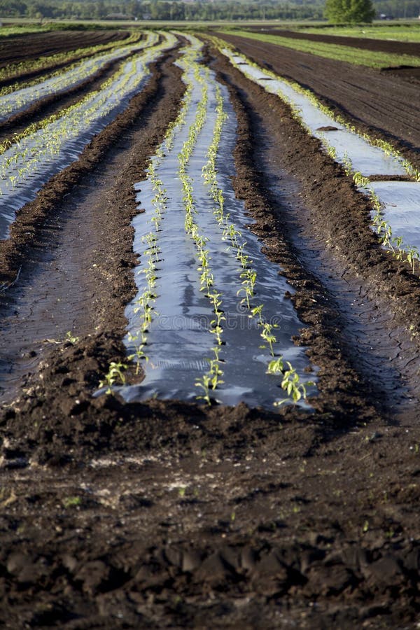 Tilled Soil on Farm stock photo. Image of agriculture - 58324656