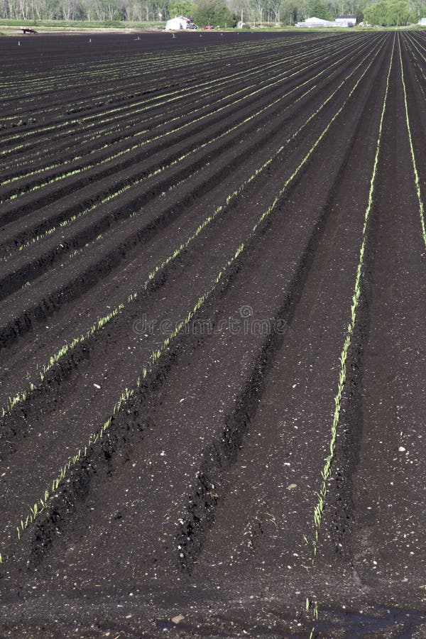 Tilled Soil on Farm stock photo. Image of agriculture - 58324914