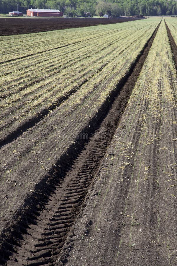 Tilled Soil on Farm stock photo. Image of farming, rich - 58325068