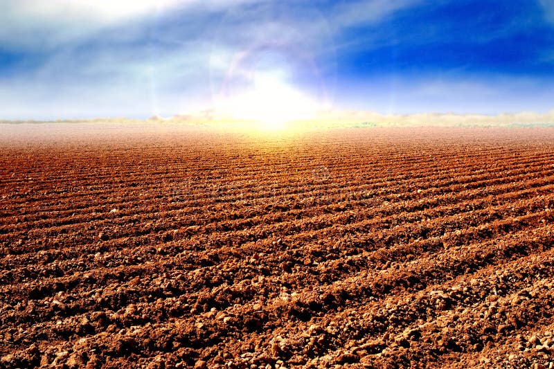 Plant in Tilled Soil stock photo. Image of fertile, earth - 16756782