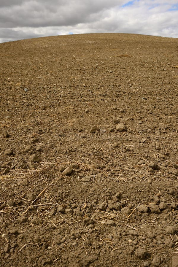 Tilled Soil with Fresh Green Sprouting Plants and Selective Focus ...