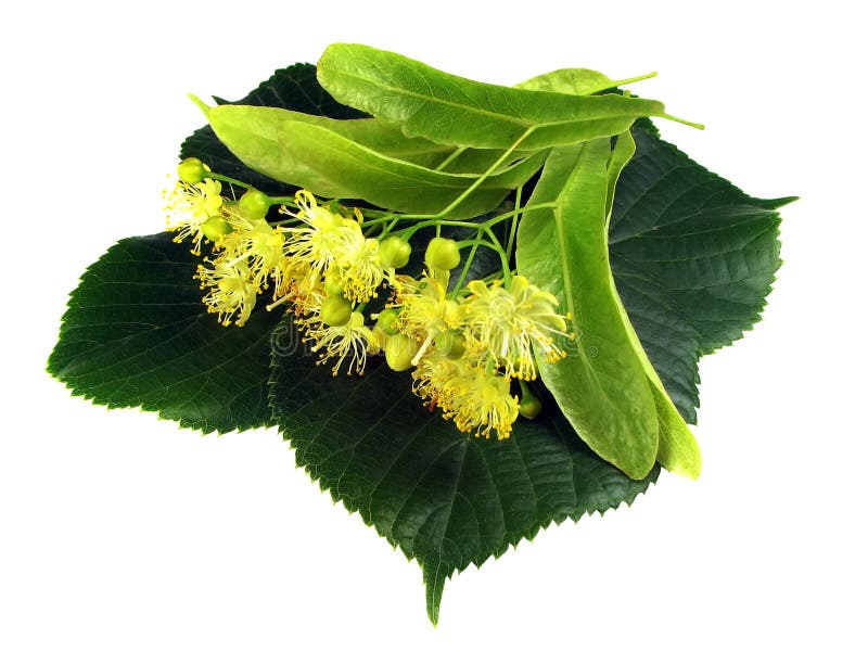 Tilleul d'inflorescence image stock. Image du floraison - 10334845