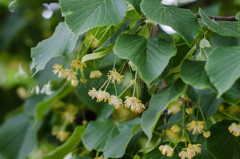 Tilleul à Fleurs De Tilleul Dans Le Tilleul Bloomblooming En Fleurs De ...