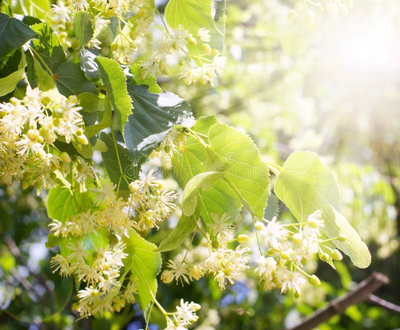 Porciones De Fondo De Las Rosas Imagen de archivo - Imagen de ampliado ...