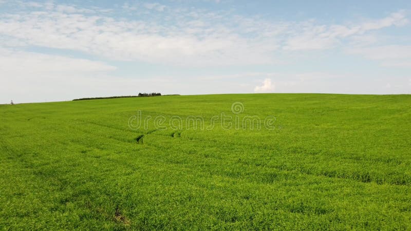 Tilt Down of Hay Fields Blowing in the Wind Stock Footage - Video of ...