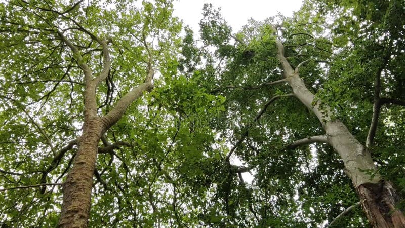 Tilt Pan Shot on the Right of Trees Stock Video - Video of wood ...