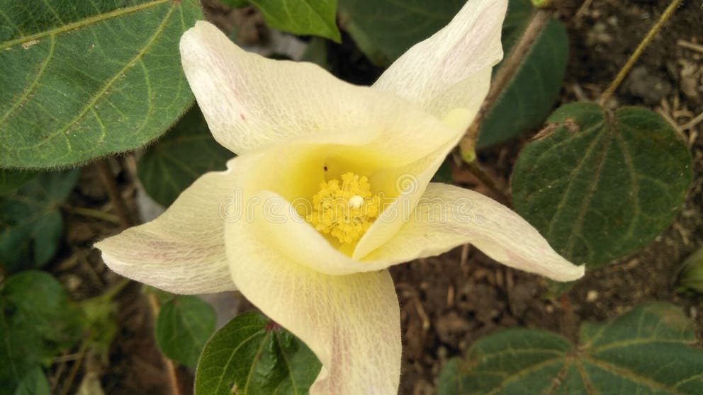 236 Play Google Com Stock Photos - Free & Royalty-Free Stock Photos ...