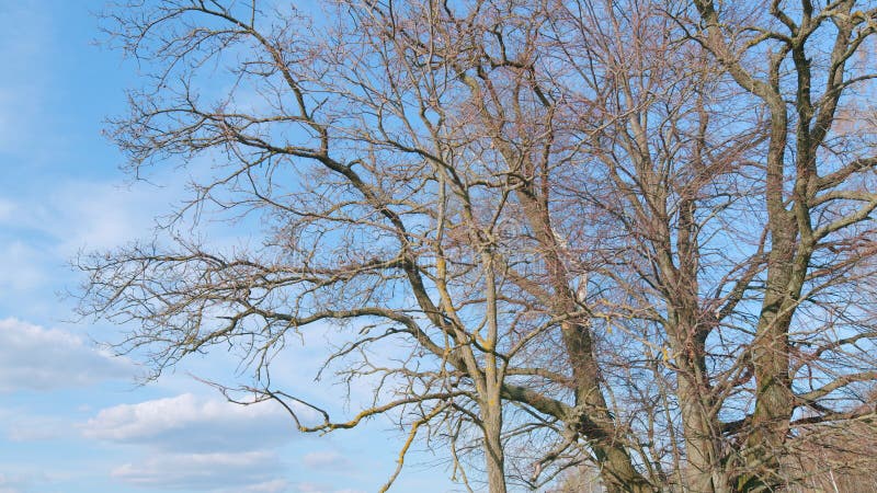 Bare Branches Oak Tree in a Spring. Gnarled Old Tree Branches Against ...