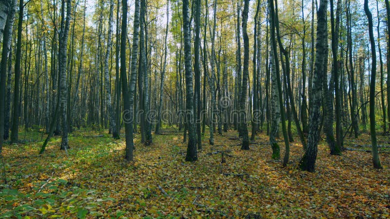 Colored Trees in Sunlight in Autumn Forest. Gorgeous Autumn Forest ...