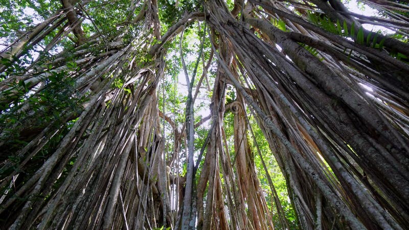 Amazing Big Banyan Tree Roots. Tree of Life on Phuket Stock Video ...