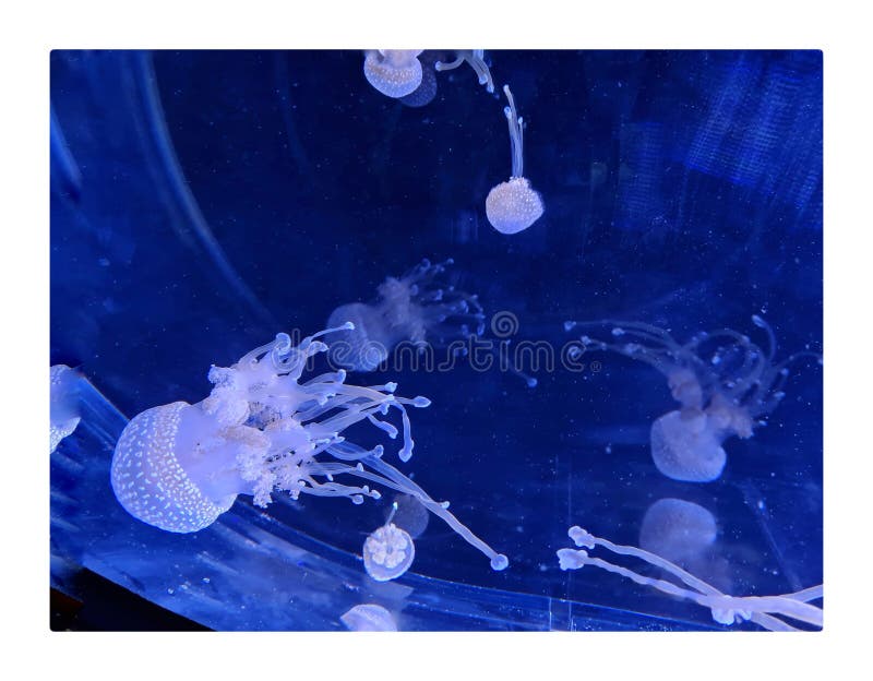 The tilted jellyfish stock photo. Image of tilted, fish - 243961616