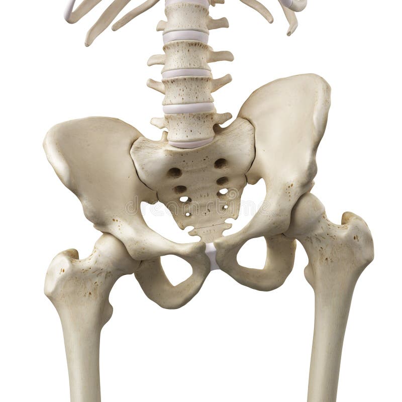 Spine and pelvis stock illustration. Illustration of closeup - 5563851
