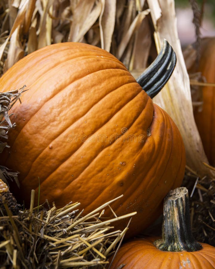 Tilted Pumkin stock image. Image of organic, orange - 231654935