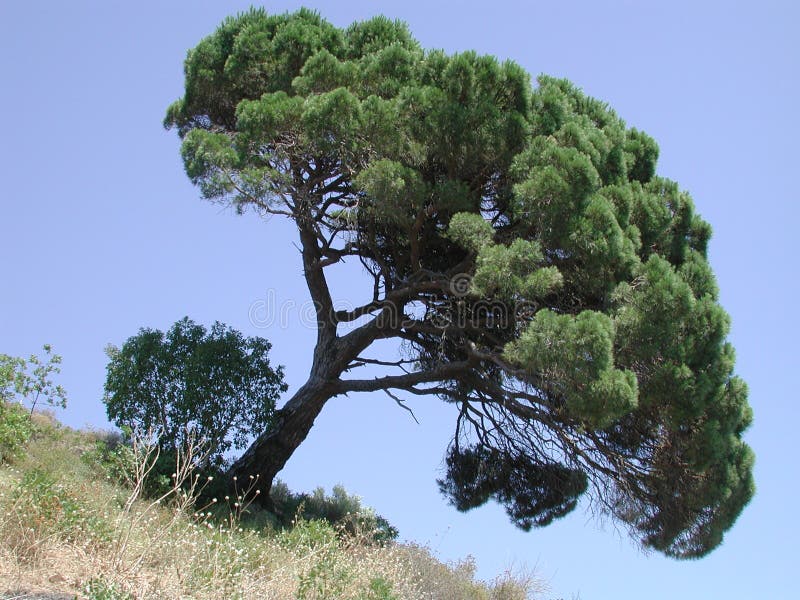 Cedar of Lebanon stock photo. Image of libani, symbol - 1604648