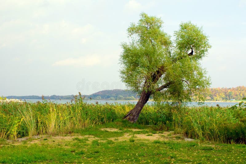 Tilted tree stock image. Image of tilt, holiday, diagonal - 3342395