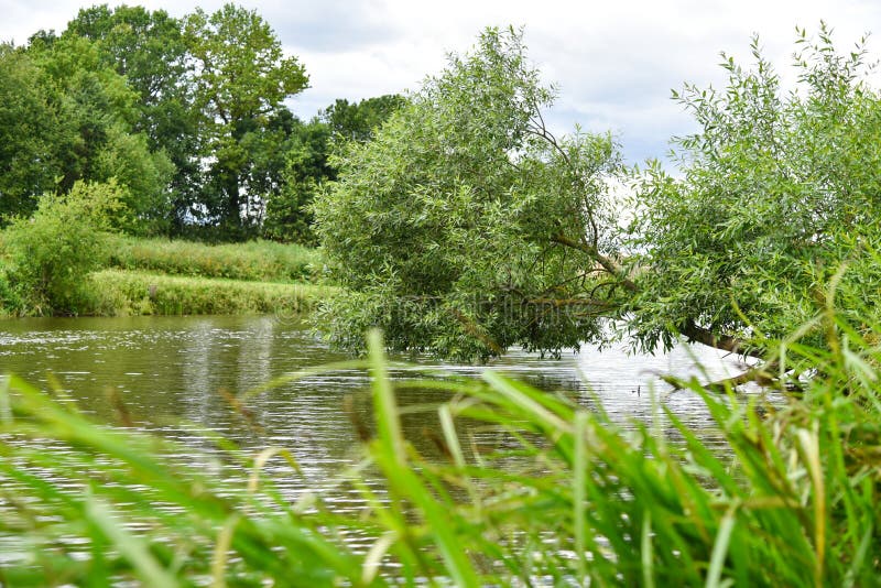 Tilted Tree Over the Water of a Lake in the Forest Stock Photo - Image ...