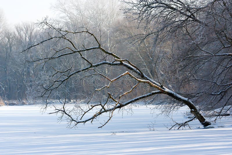 Tilted tree stock photo. Image of barren, rural, light - 39492282
