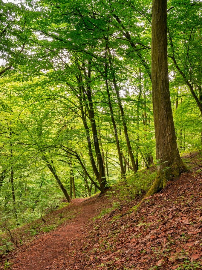 Tilted Trees at the Forest Footpath Stock Photo - Image of outdoors ...