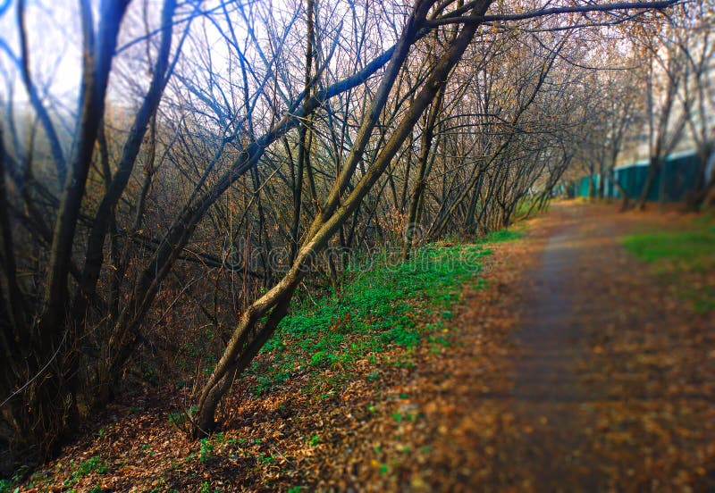 Tilted Trees on Park Alley Landscape Background Stock Photo - Image of ...