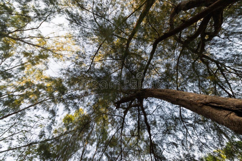 Tilted Up Angle Tall Tree Background Stock Image - Image of foliage ...