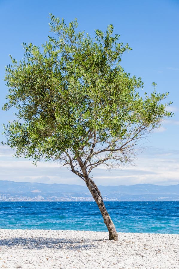 Young Olive Tree on Adriatic Sea Pebble Beach Stock Image - Image of ...