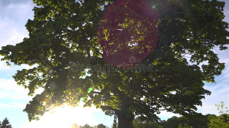 A Maple Tree with a Ladder Climbing Up it Stock Footage - Video of ...