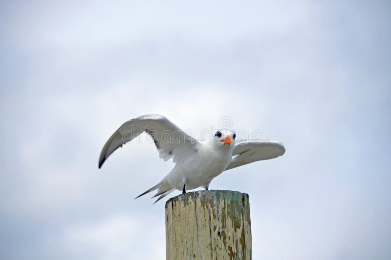 A Royal Tern Prepares To Take Flight from Atop a Weather Wood Pole at ...