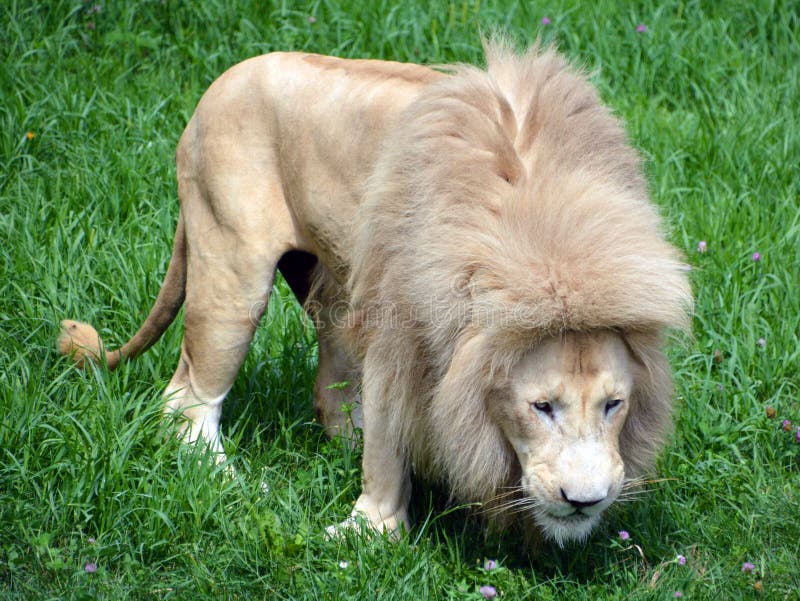 Vitt lejon fotografering för bildbyråer. Bild av angus - 98173073