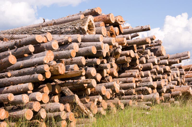 Timber stock image. Image of forest, bole, wood, lumber - 10270165