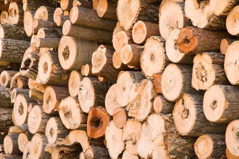 Timber stock photo. Image of timber, materials, bole - 10270246